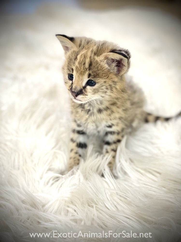 2 female serval kittens for Sale