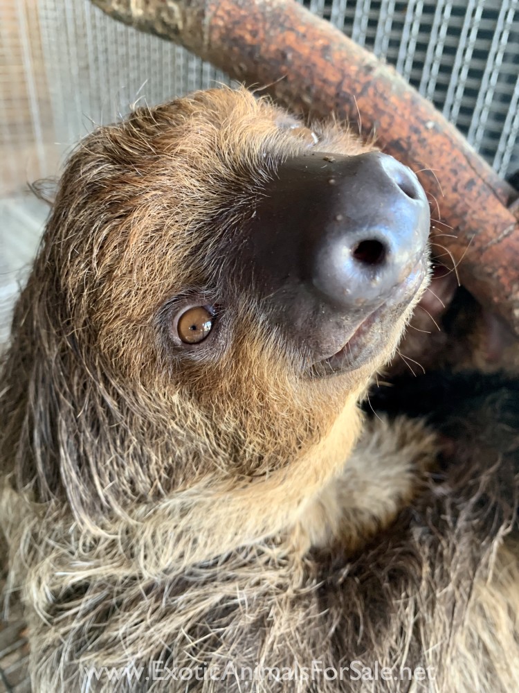 Female Two Toed Sloth for Sale