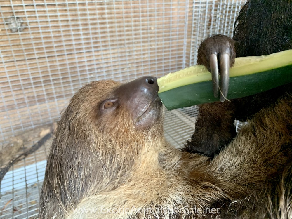 Female Two Toed Sloth for Sale