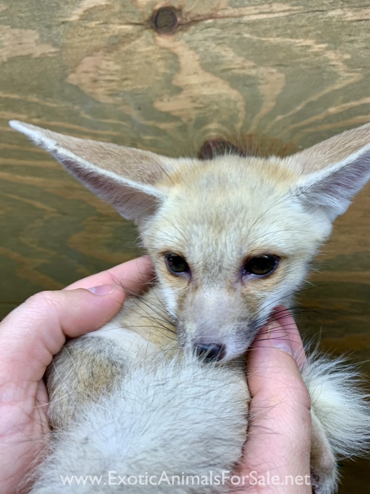 Ruppell's Fox Breeding Pair for Sale