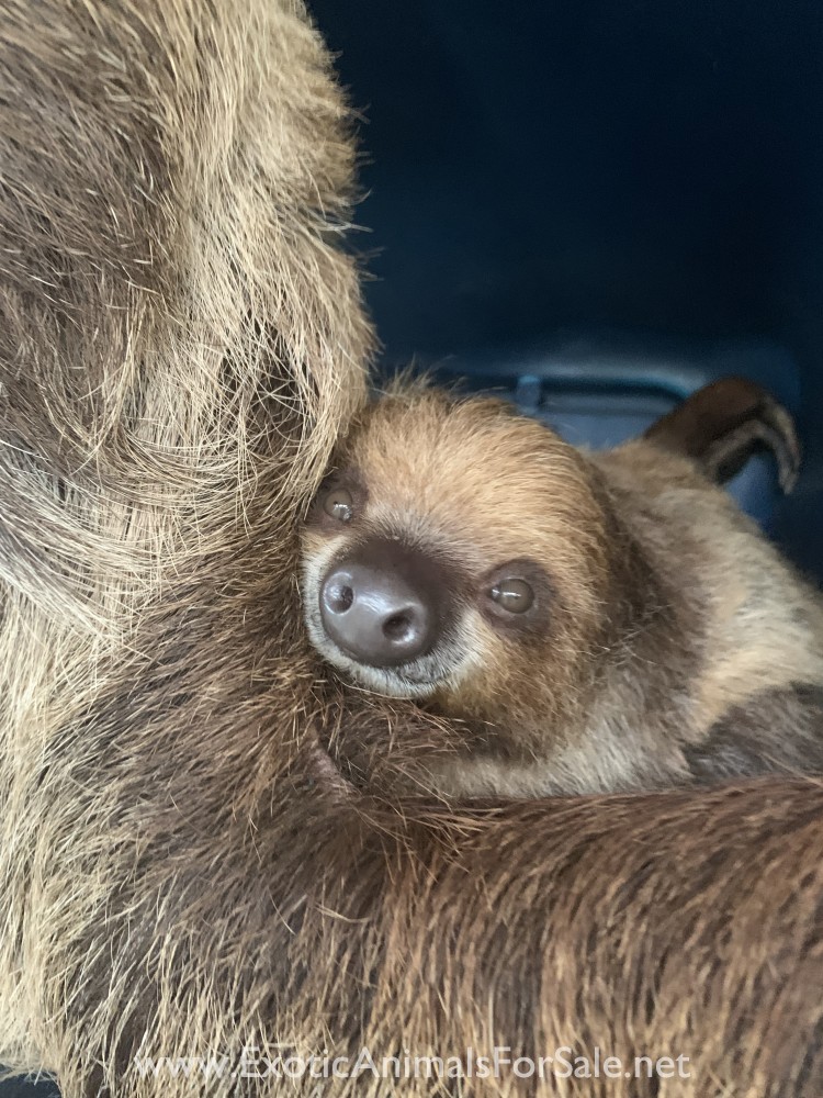 Baby Two Toed Sloth for Sale