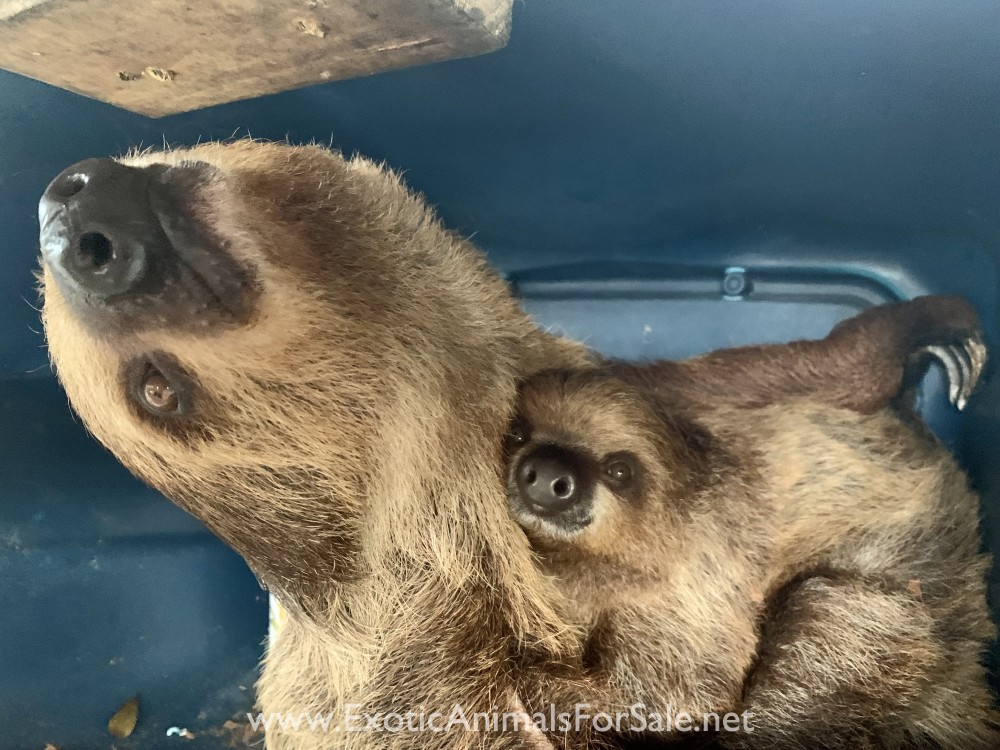 Baby Two Toed Sloth for Sale