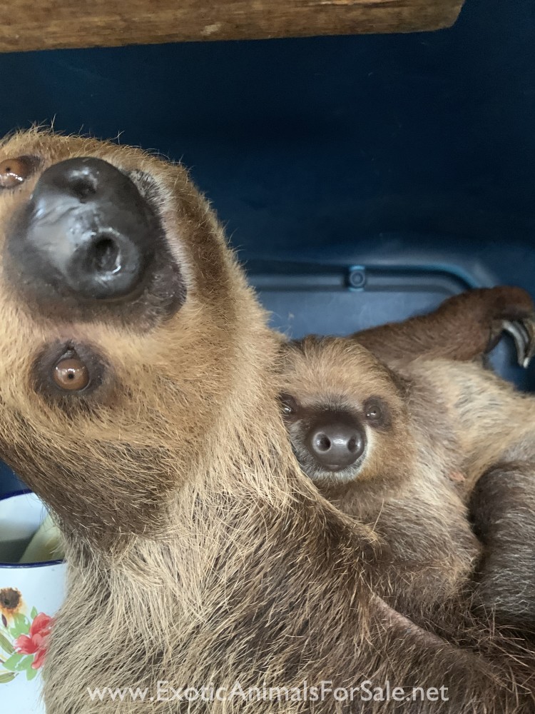 Baby Two Toed Sloth for Sale
