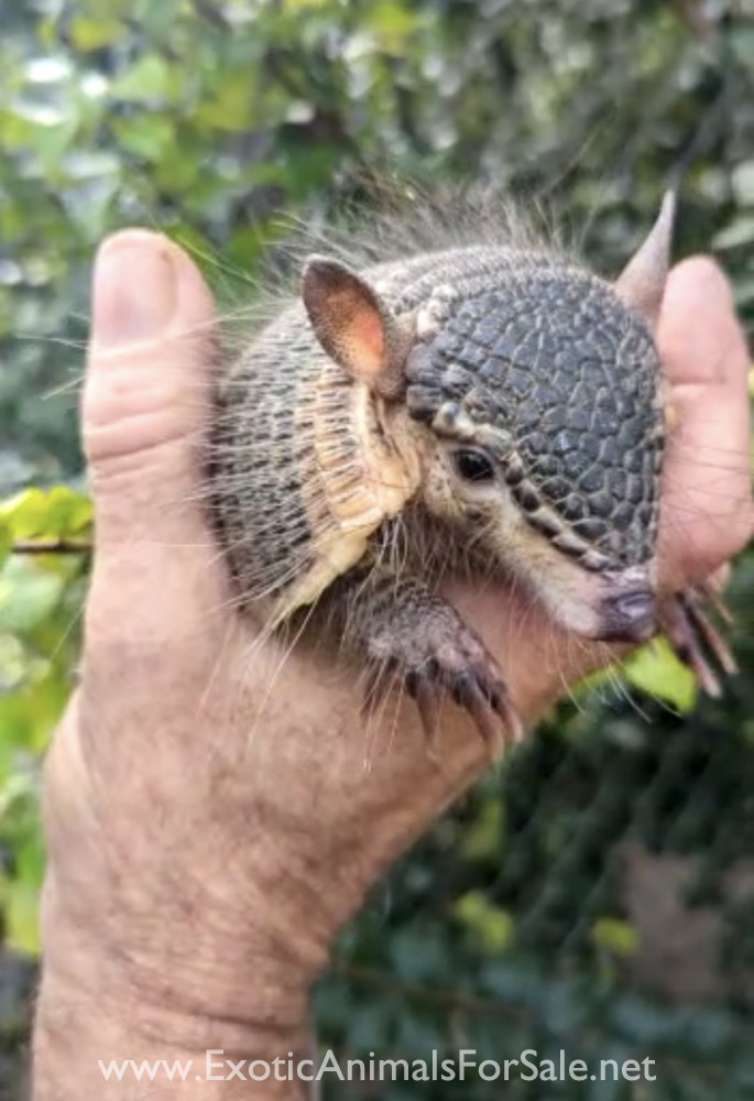 Screaming Hairy Armadillo for Sale