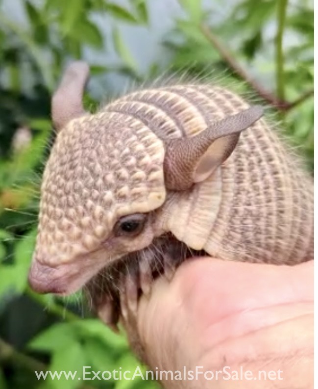Baby Screaming Hairy Armadillo 9/3/22 JUST WEANED for Sale