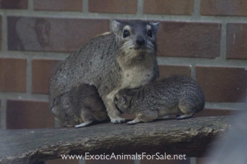 Yellow-spotted rock hyrax (Bush hyrax) for Sale