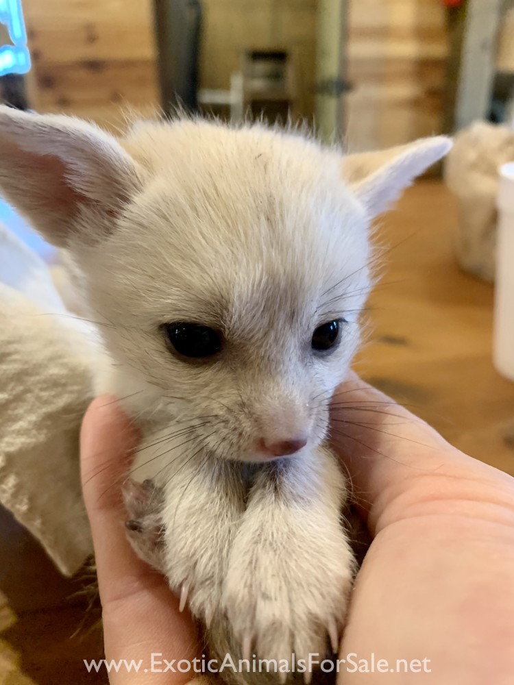 Fennec KITS! for Sale