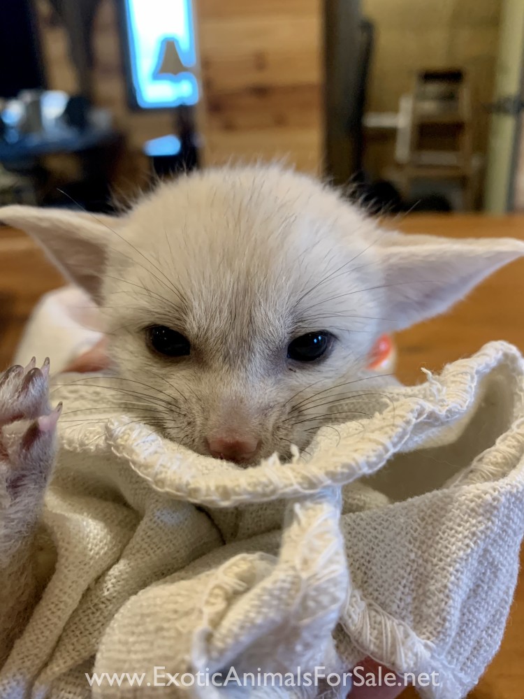 Fennec KITS! for Sale