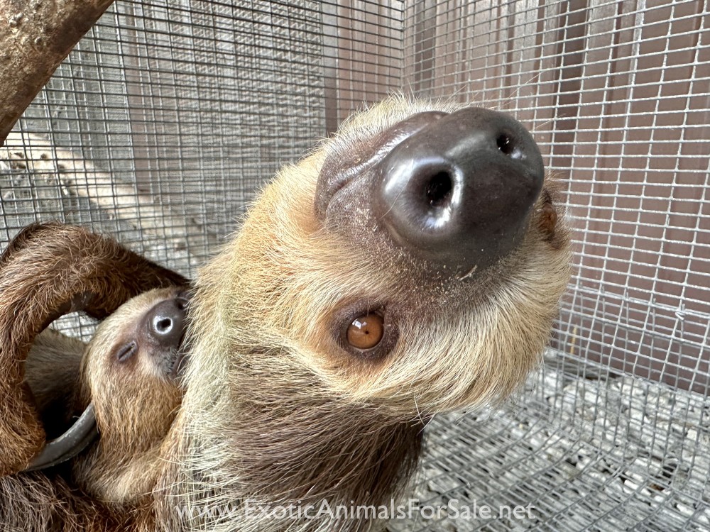 Baby Two Toed Sloth for Sale
