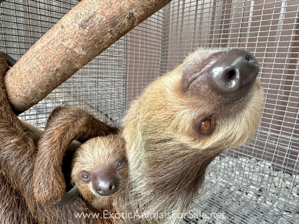 Baby Two Toed Sloth for Sale