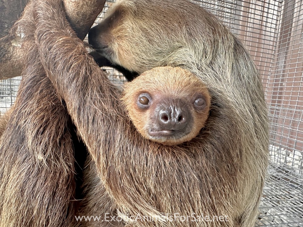 Baby Two Toed Sloth for Sale