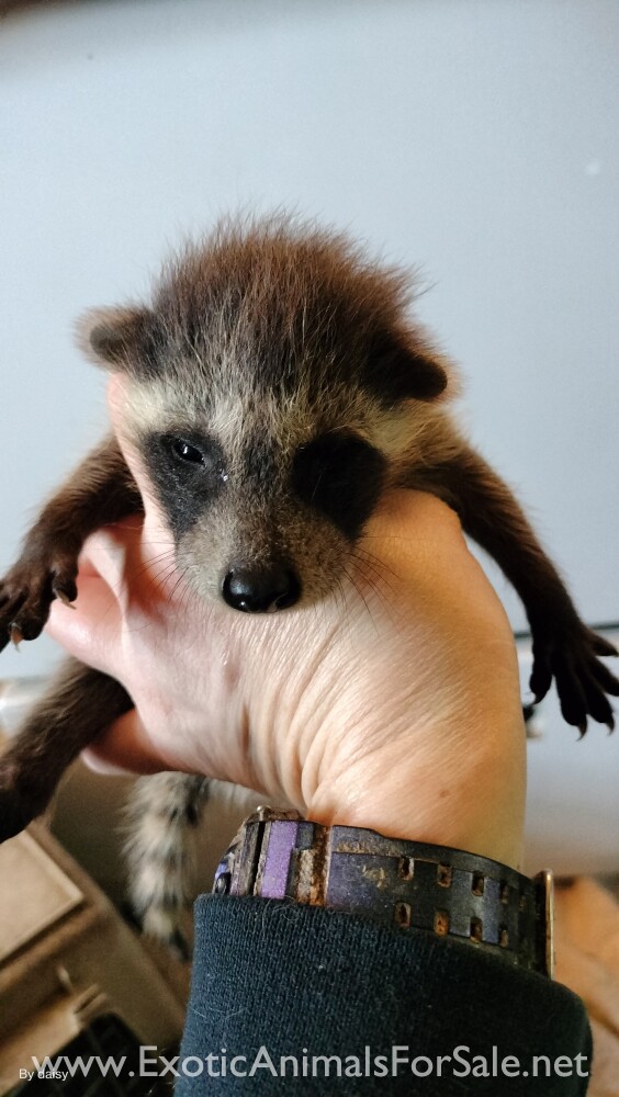 Raccoon and fox kits for Sale