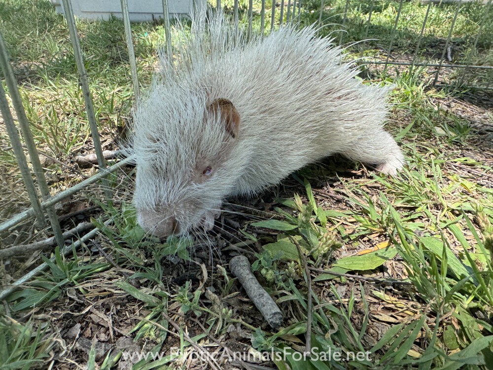 Albino African Crested Porcupine for Sale