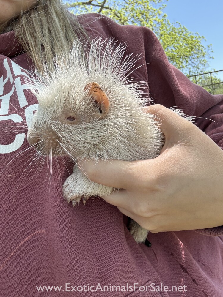Albino African Crested Porcupine for Sale
