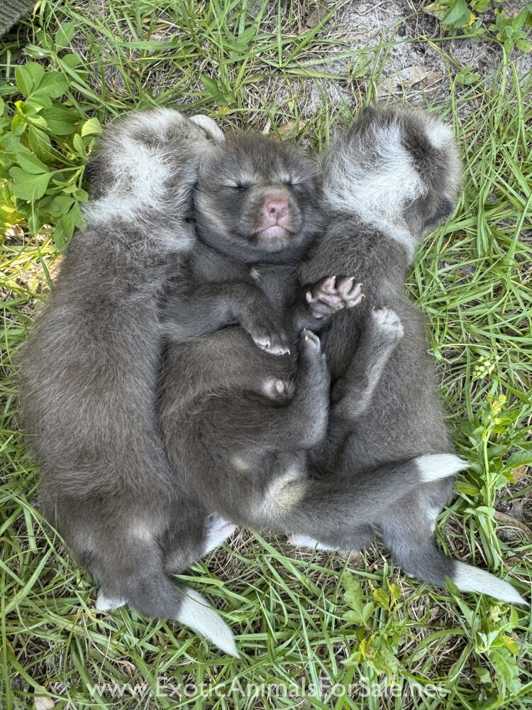 Red Fox Kits for Sale