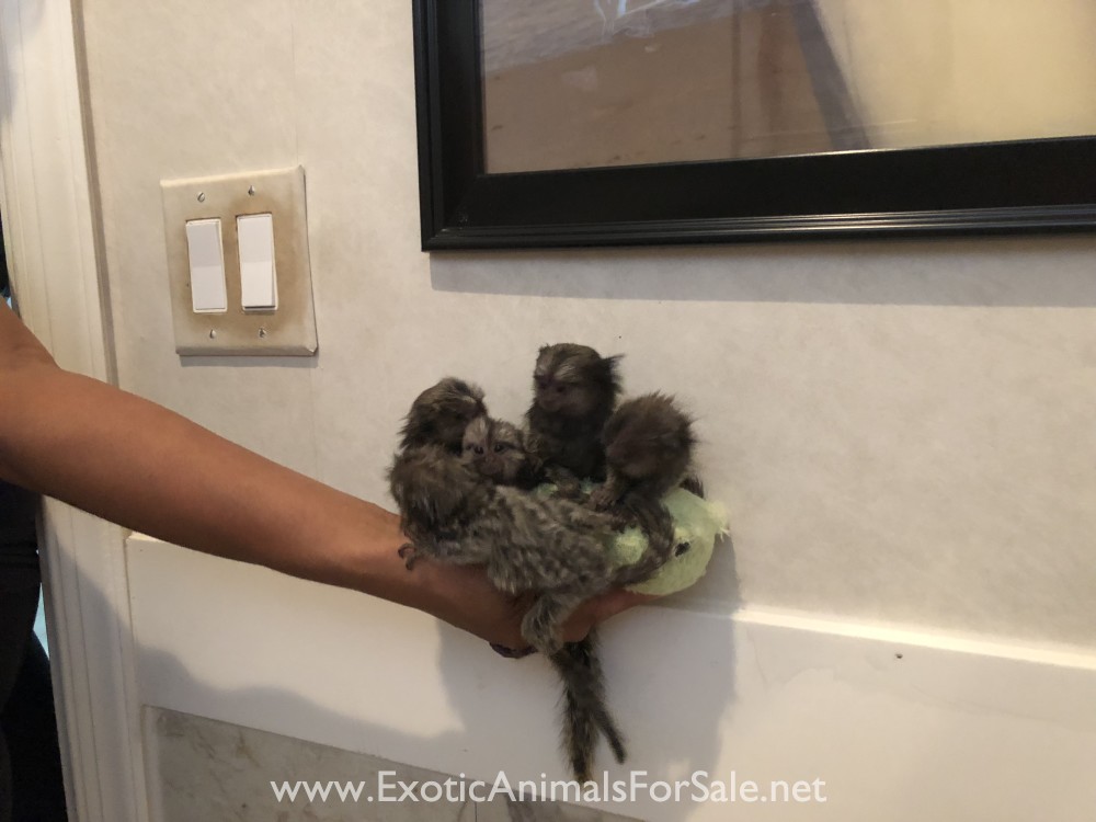 MONKEYS FOR SALE, POCKET MONKEY, AKA FINGER MONKEY. FINANCING AVAILABLE ...