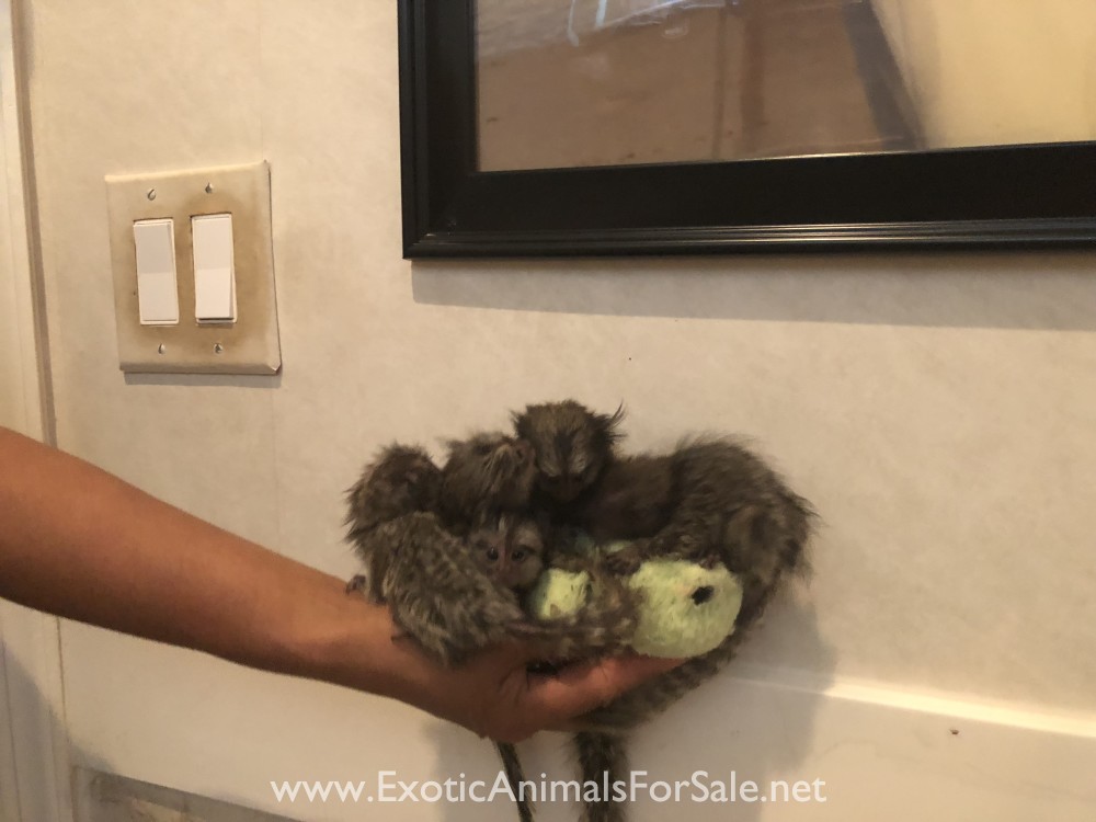 MARMOSET FOR SALE, POCKET MONKEY, AKA FINGER MONKEY. FINANCING ...