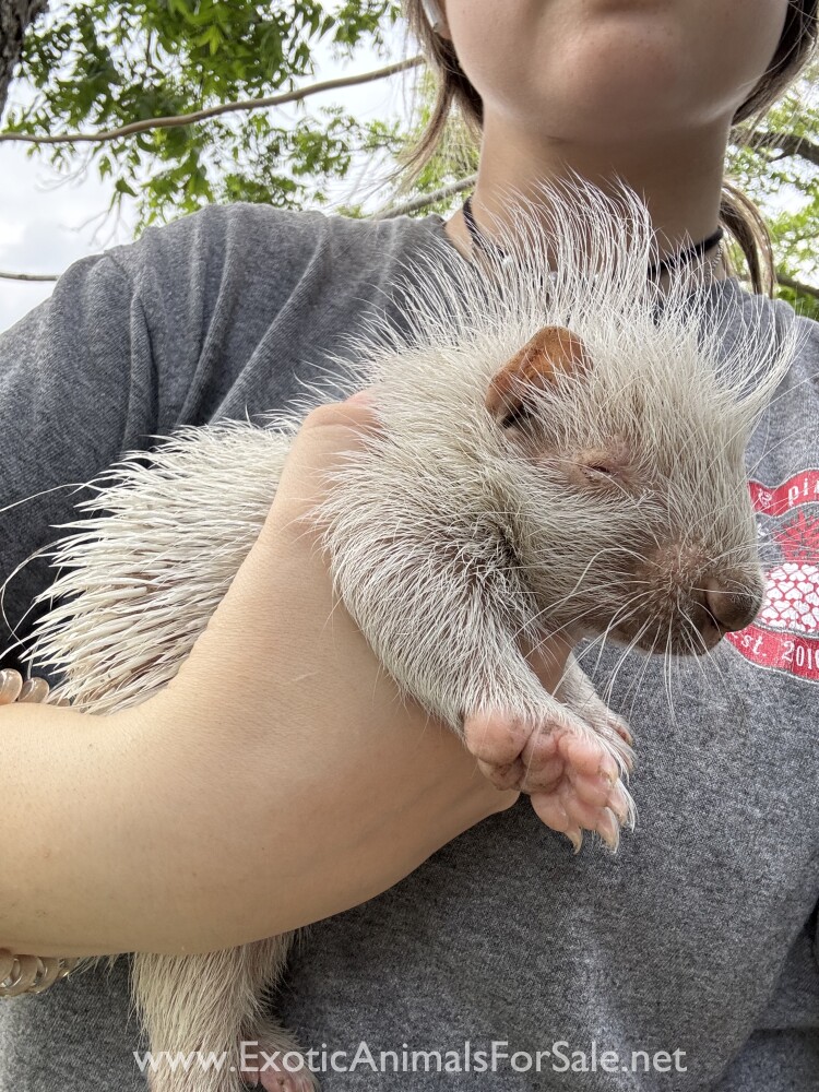 Albino African Crested Porcupine for Sale