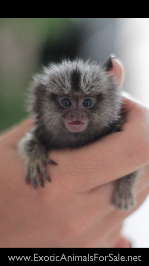 BABY MARMOSETS (AKA POCKET MONKEY AVAILABLE !!) FINANCING AVAILABLE ...