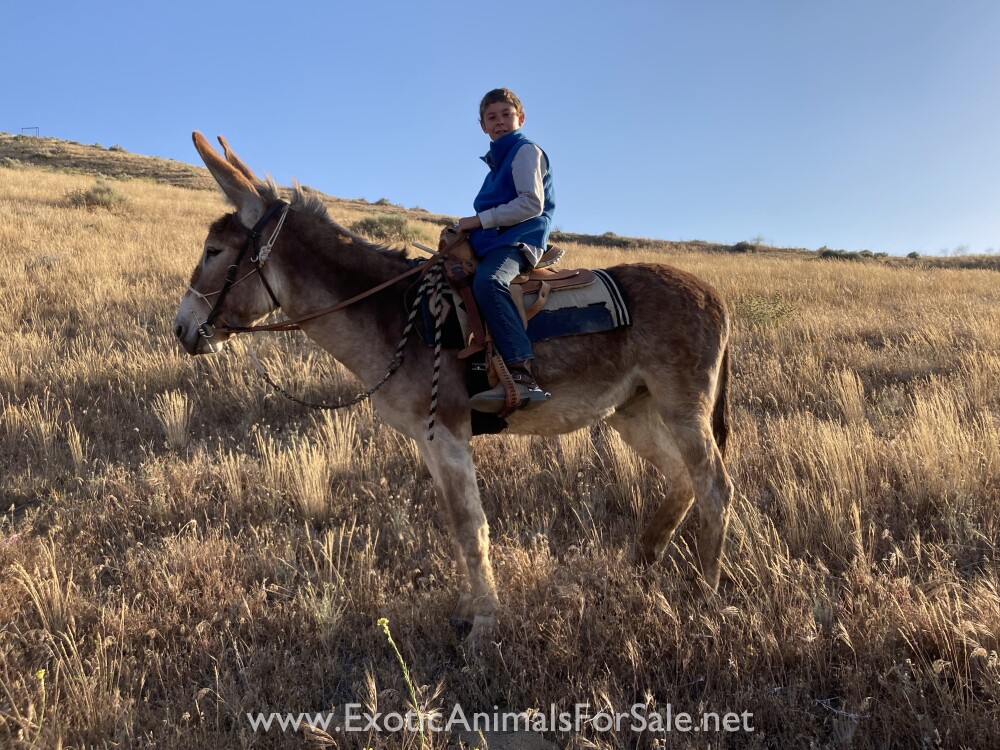 (Sold) 59” riding Gelding Mammoth Donkey for Sale