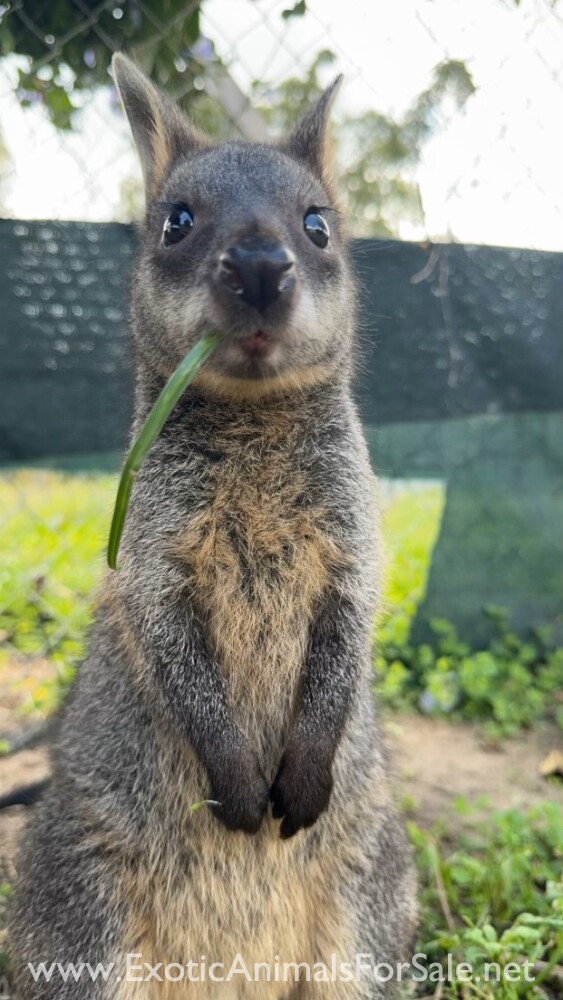 Wallabies For Sale