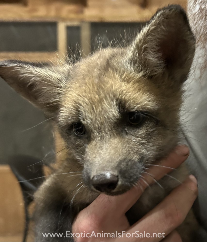 Red fox babies for Sale