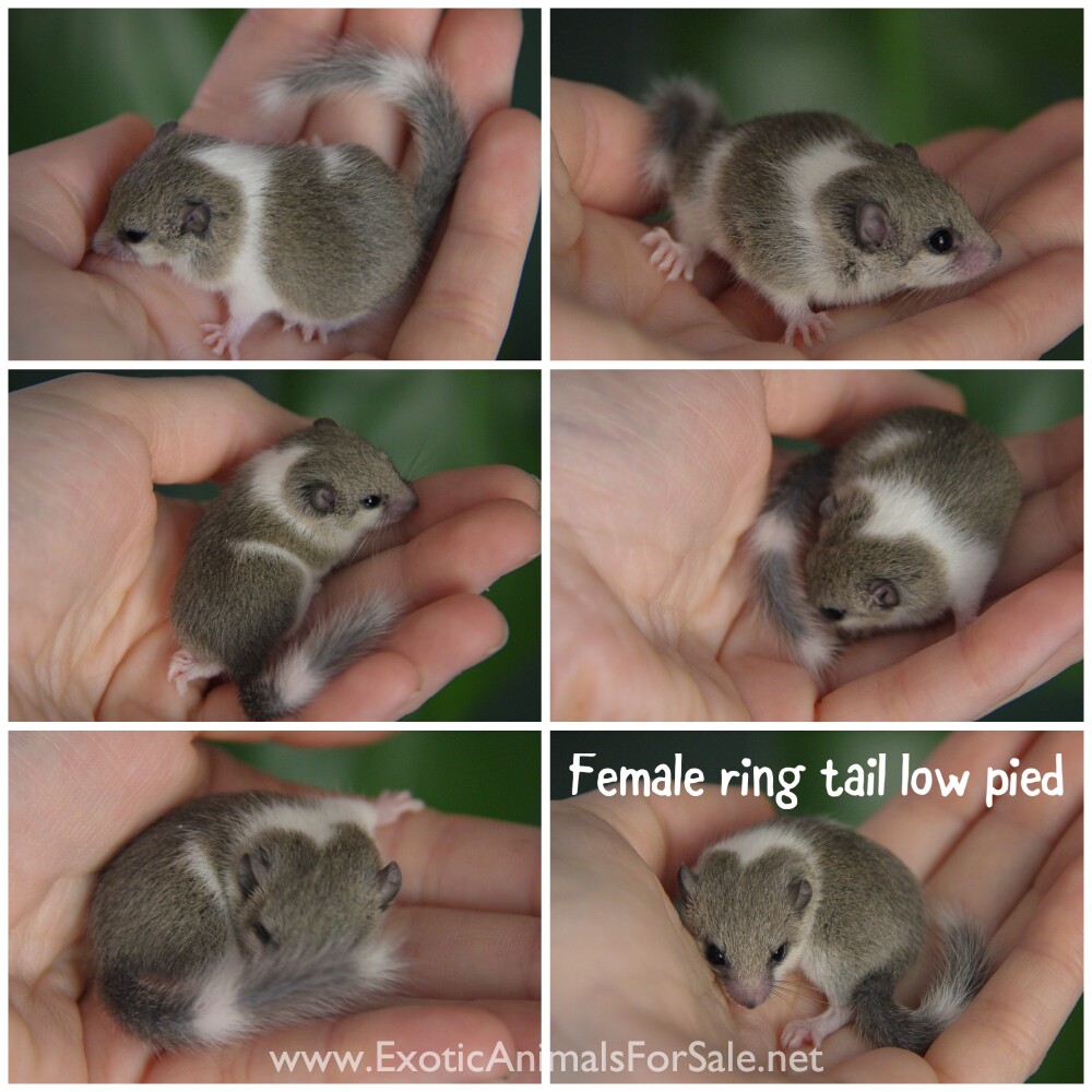 Pied Micro Squirrels for Sale
