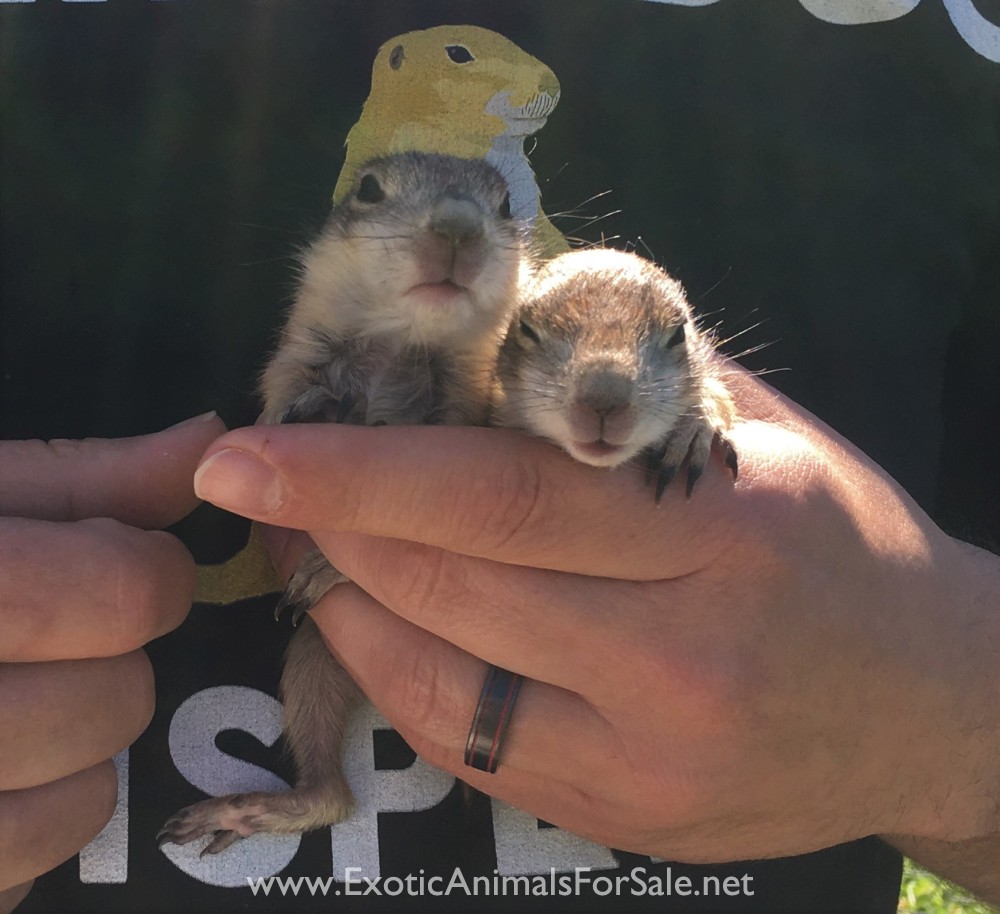 Baby Prairie Dogs for Sale