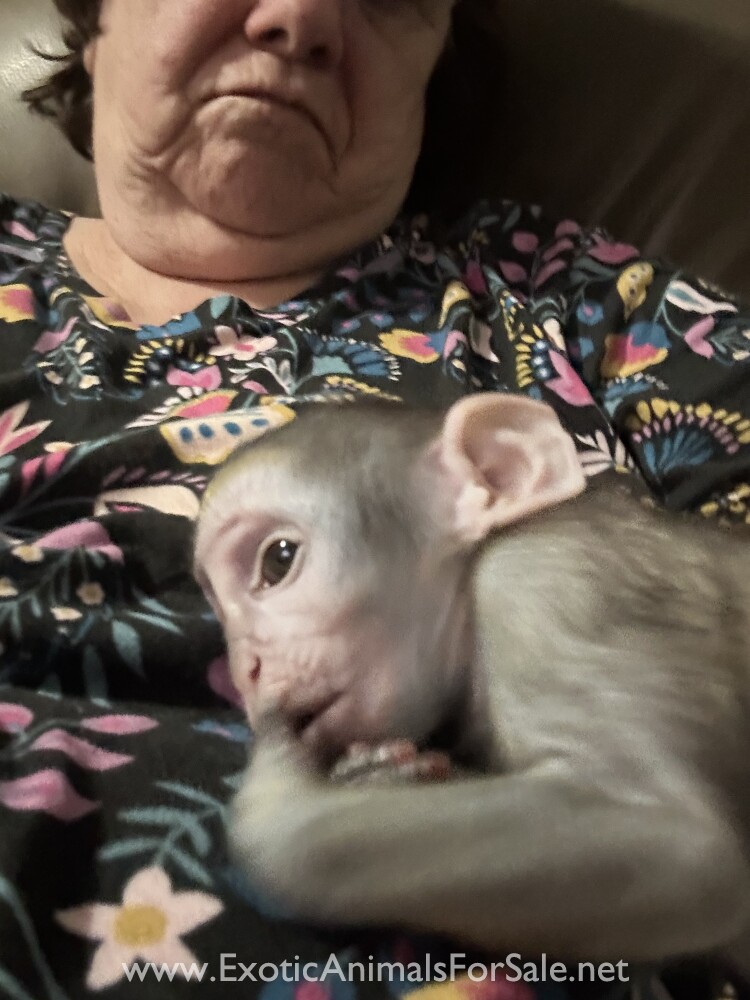 Monkeys For Sale
