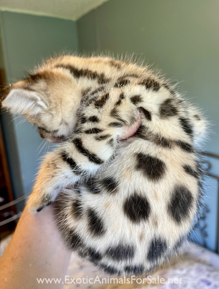 F1 FEMALE SAVANNAH DOB 3/15/24 for Sale