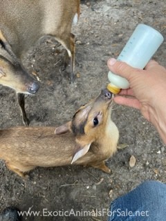 Baby Muntjac Deer - Doe for Sale