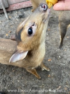 Baby Muntjac Deer - Doe for Sale