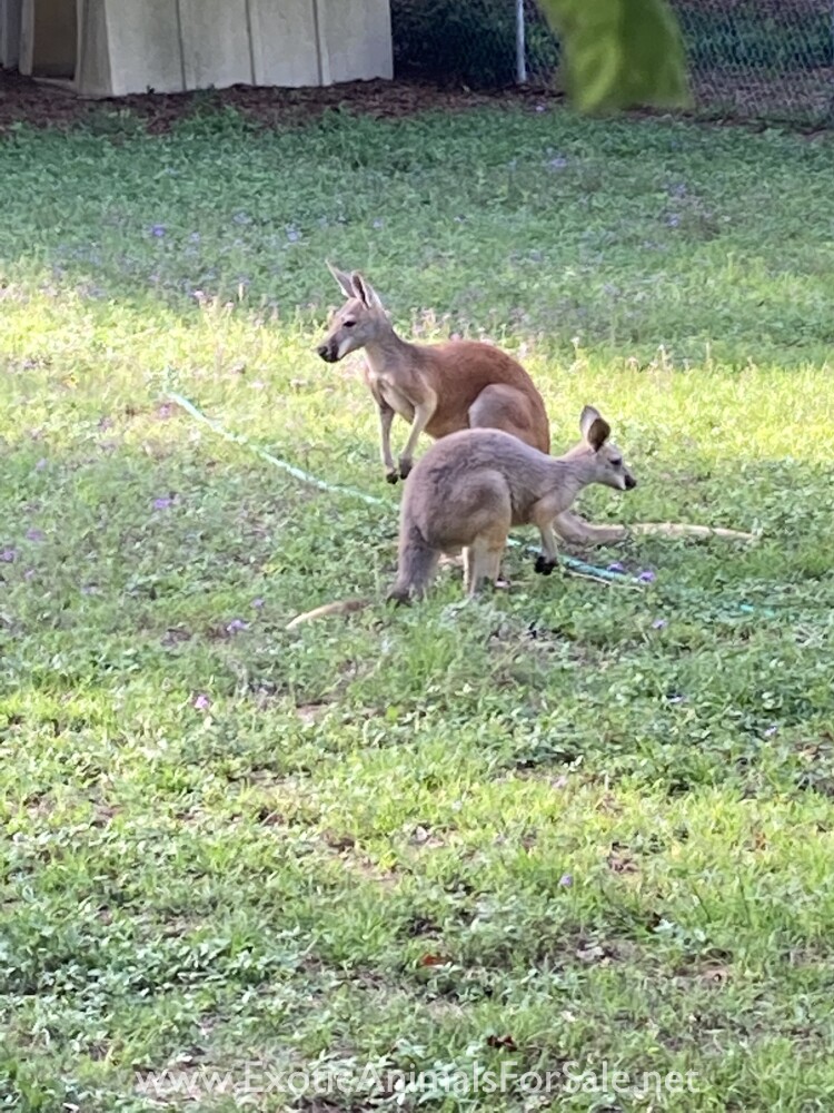 Red kangaroos for Sale