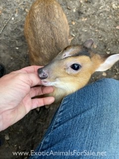 Baby Muntjac Deer - Doe for Sale