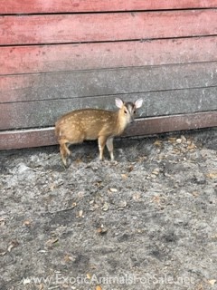 Baby Muntjac Deer - Doe for Sale