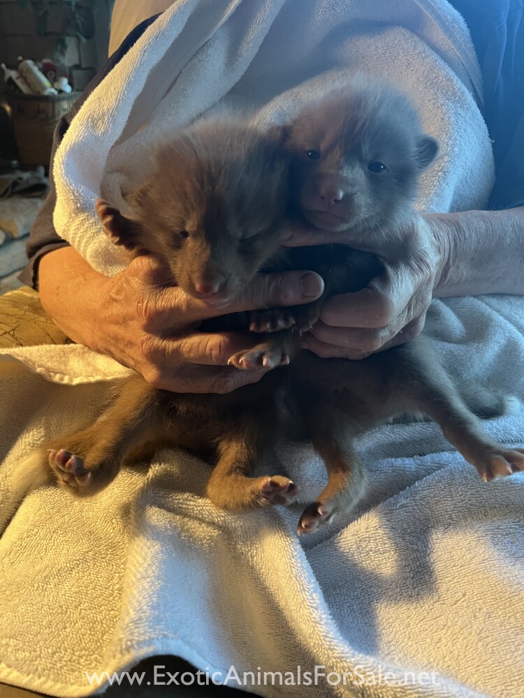 Fox kits for sale for Sale