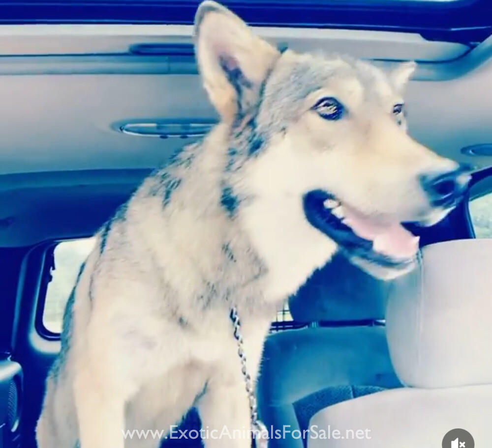 2 Cheap female high content wolves for Sale