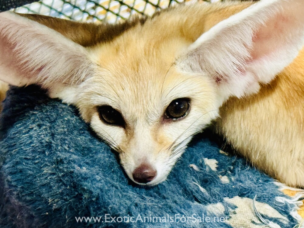 Fennec Fox - Pablo for Sale