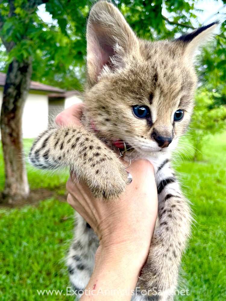 Beautiful Female Serval Kitten $5000 for Sale