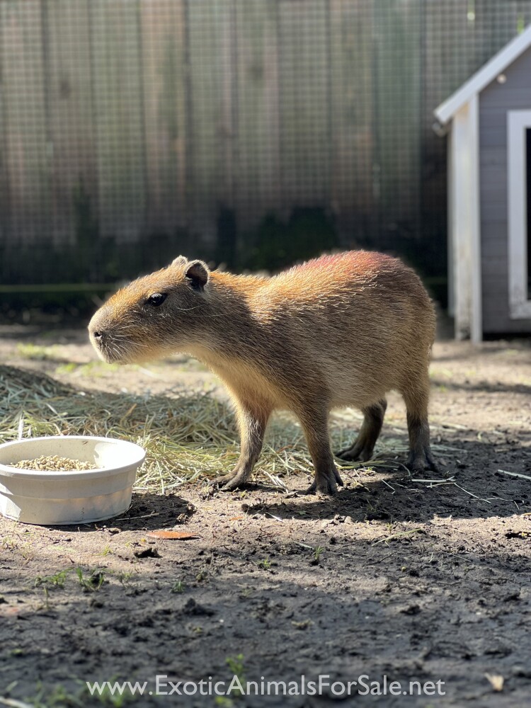 Capybaras For Sale