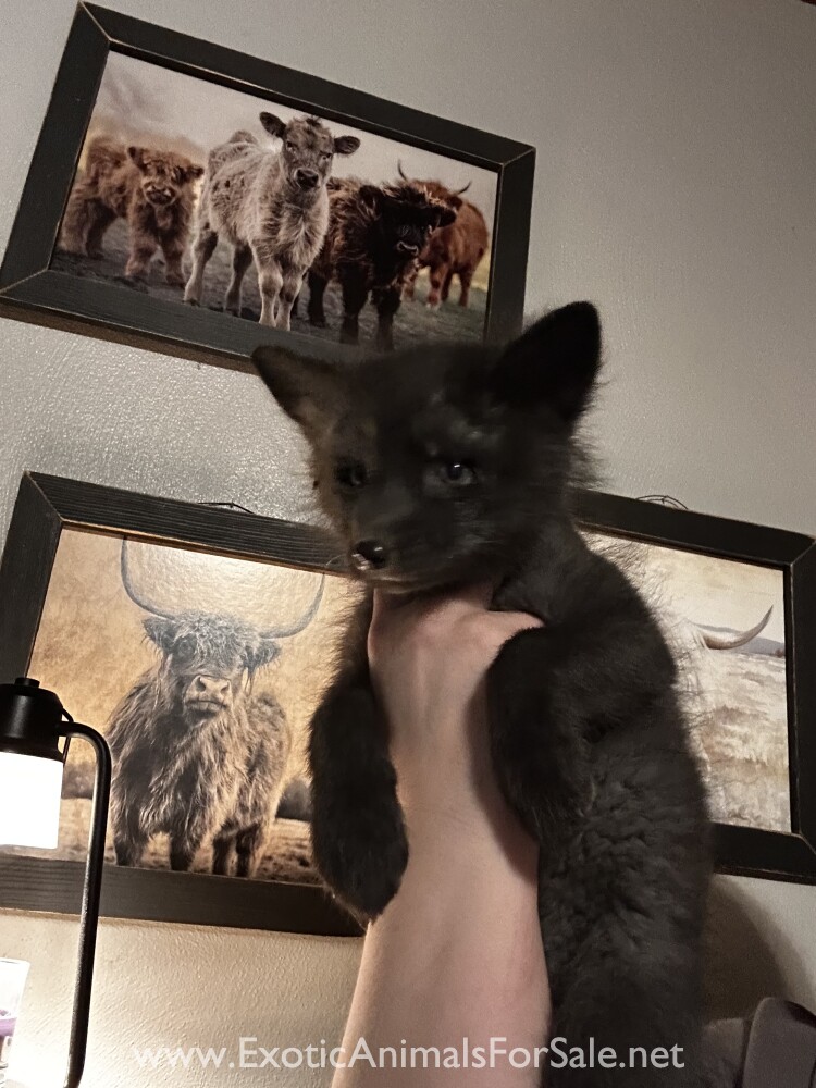 Russian Silver Fox kits for Sale