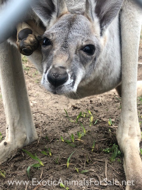 Kangaroos For Sale