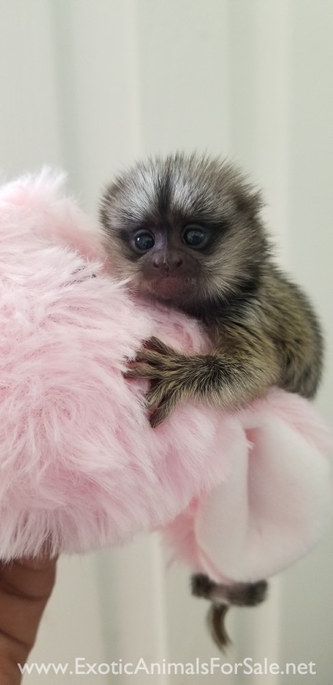 MARMOSET FOR SALE, POCKET MONKEY, AKA FINGER MONKEY. FINANCING ...