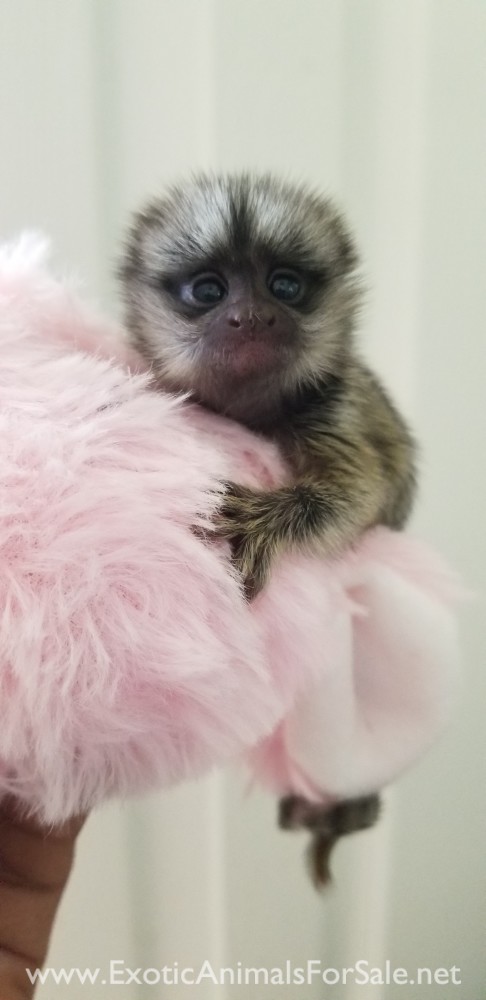 MARMOSET FOR SALE, POCKET MONKEY, AKA FINGER MONKEY. FINANCING ...