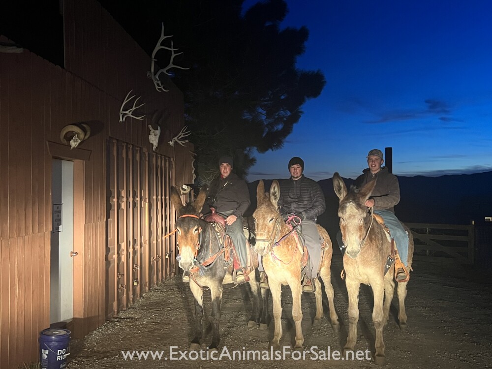 (Sold) 59” riding Gelding Mammoth Donkey for Sale