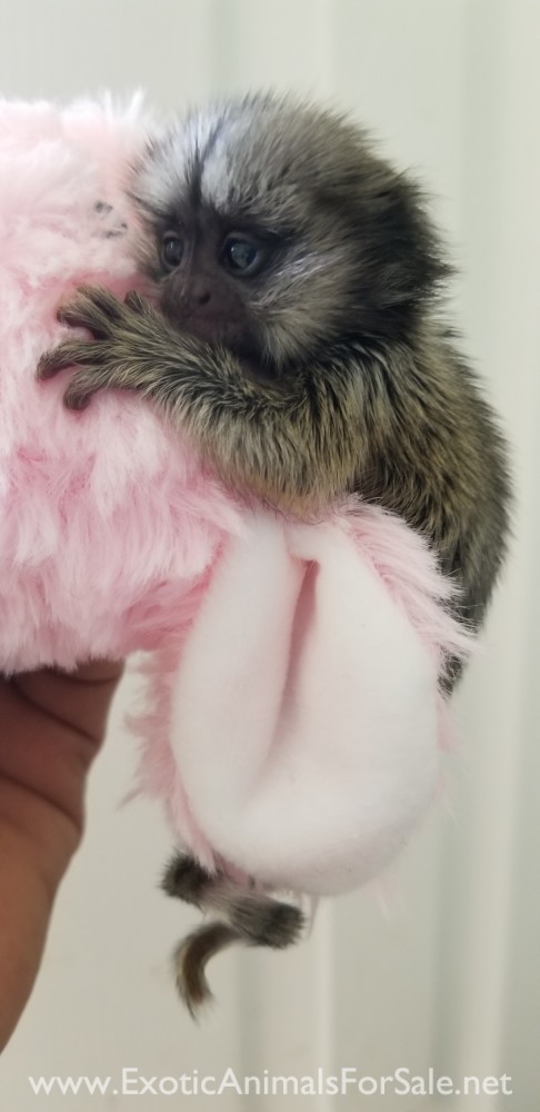 MARMOSET FOR SALE, POCKET MONKEY, AKA FINGER MONKEY. FINANCING ...