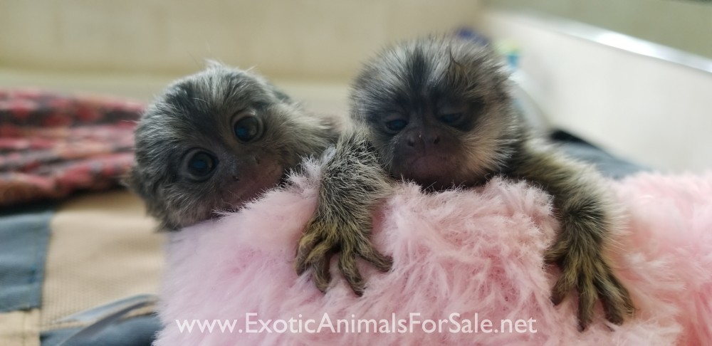 MARMOSETS (AKA POCKET MONKEY AVAILABLE !!) FINANCING AVAILABLE ...