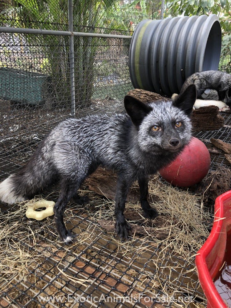BABY SILVER FOX AVAILABLE NOW !! PETTING ZOO TAME AND SOCIALIZED. for Sale
