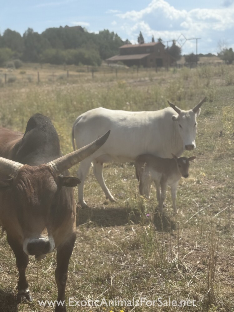 Minature Zebu cows for sale very healthy exotic for Sale