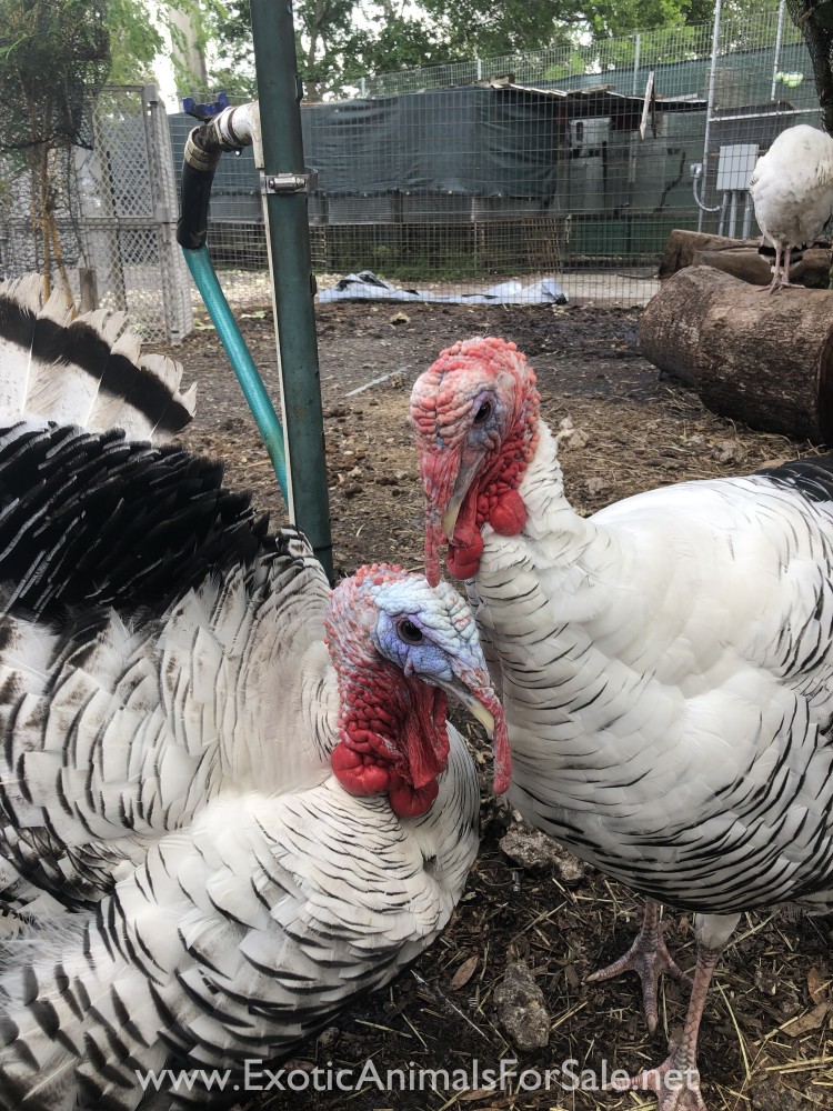 GIANT ROYAL PALM TURKEYS FOR SALE for Sale